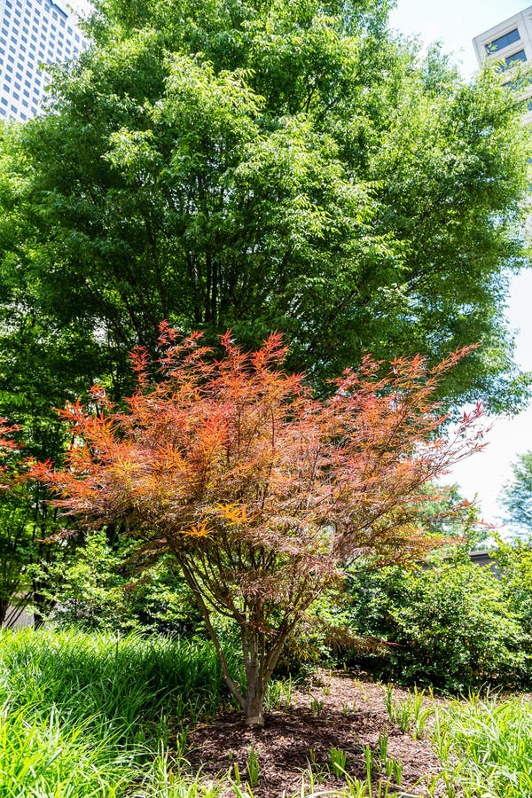 Red and Green Maples on Hill Stock Photo - Image of japanese, nature ...