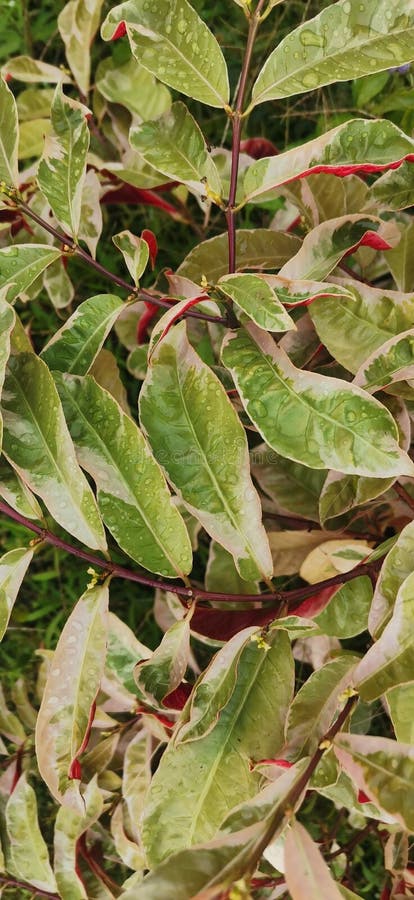 Red and green mix naturaly stock photo. Image of food - 209557720