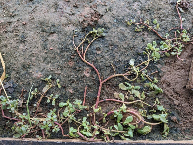 Red and Green Mixed Plants in the Ground Stock Image - Image of mixed ...