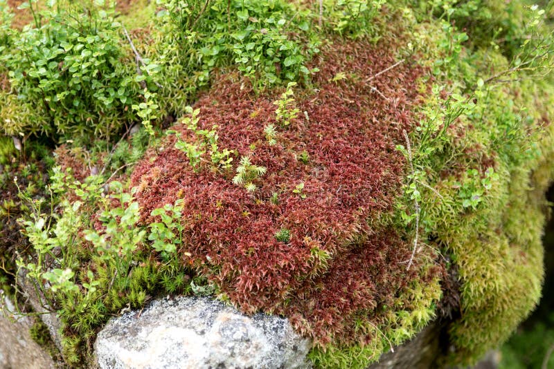 Red and Green Moss on a Rock in the Forest Stock Photo - Image of ...