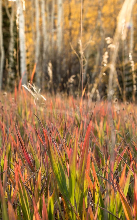 Red-green Mountain Alpine Grasses Stock Image - Image of meadow, grove ...