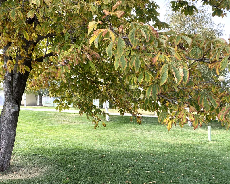Red, Green, Orange Trees in the Autunm Forest Stock Photo - Image of ...