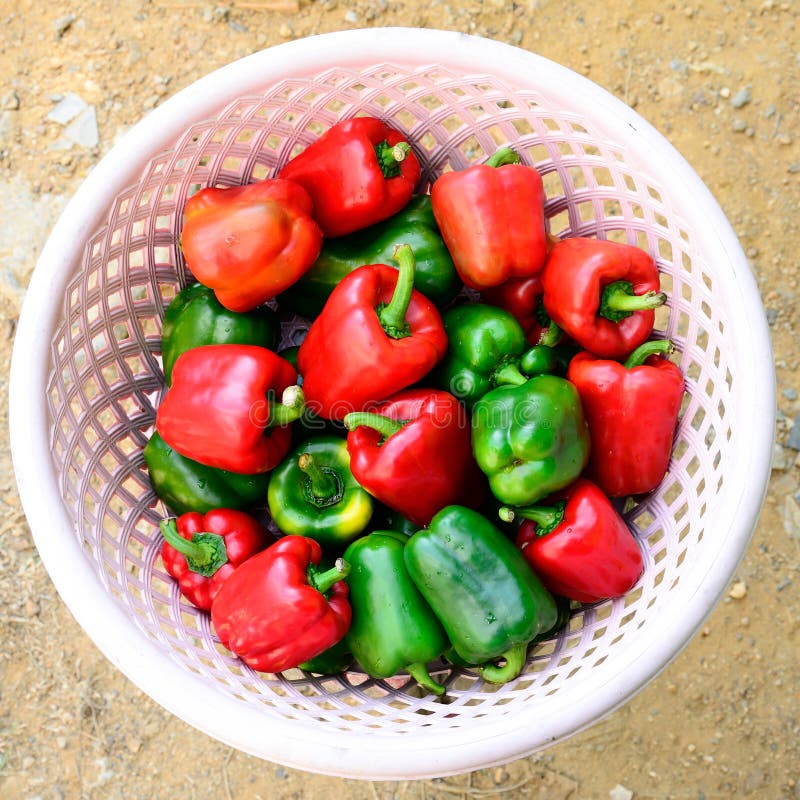 Hot Peppers in Snow stock photo. Image of white, chilis - 81117066