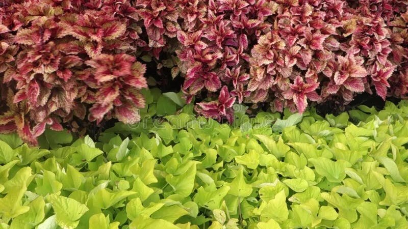 The Red and Green Plants in a Misty Field Stock Footage - Video of ...