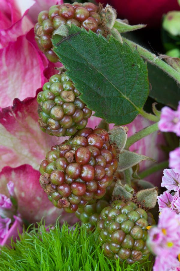 Red and Green Raspberry Fruit between Flowers Stock Photo - Image of ...