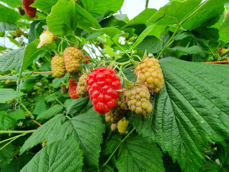 Red and Green Raspberry Fruits on the Fruit, Hanging on Plants with ...