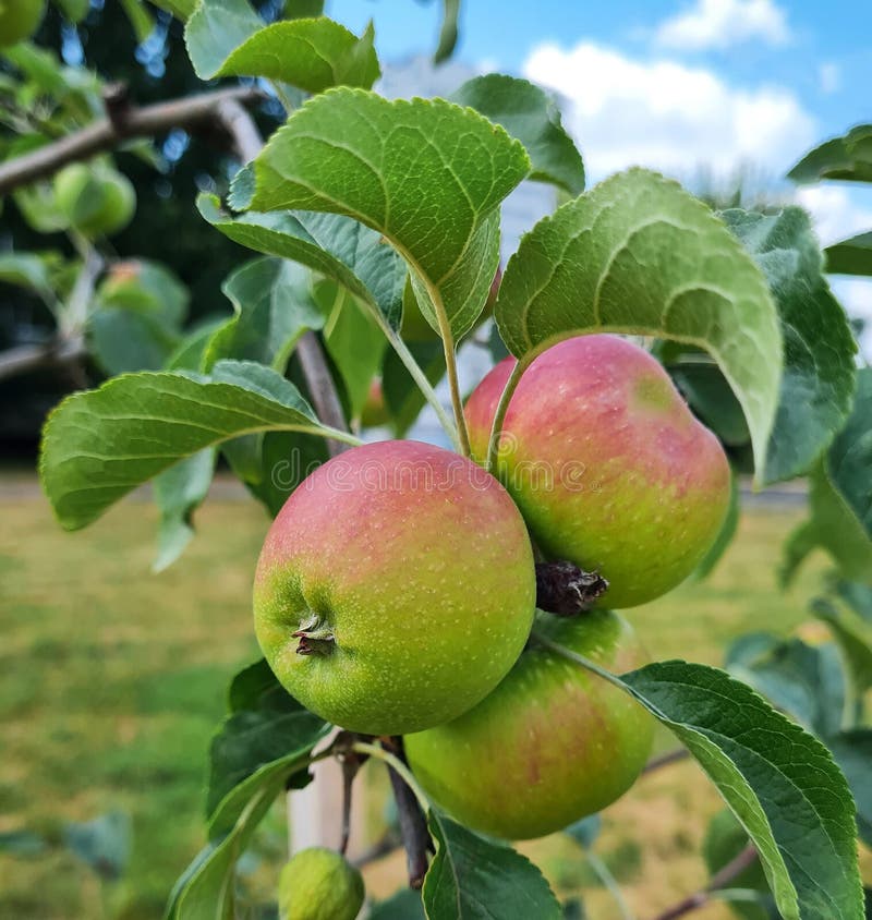 Red-green Ripe Apples Growing on a Green Branch Stock Image - Image of ...