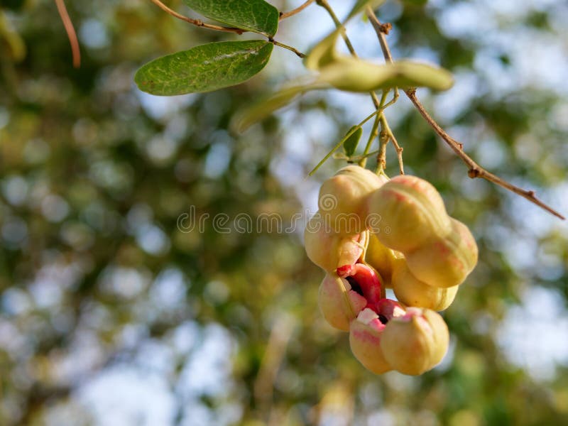 Red Green Ripe Manila Tamarind or Pithecellobium Dulce Fruit on Tree in ...