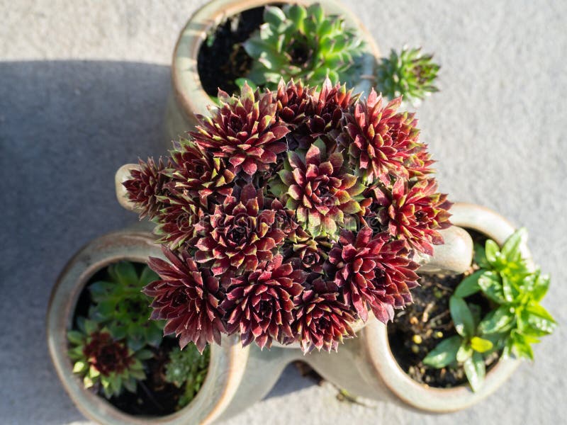 Red and Green Sempervivum Plants in a Pot Stock Photo - Image of plant ...