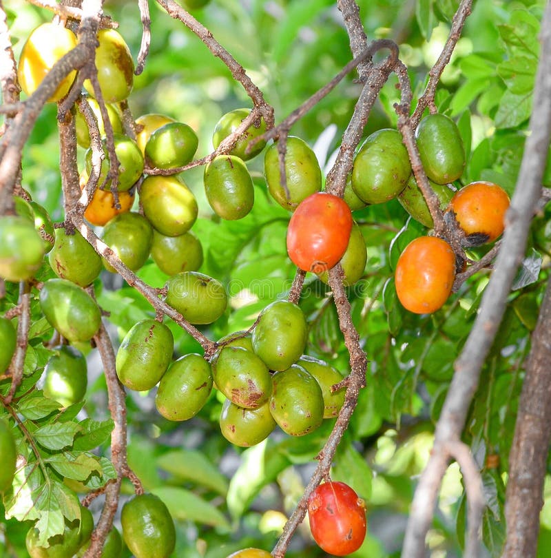 Red and Green Siriguela Fruit on the Tree Branches Stock Photo - Image ...
