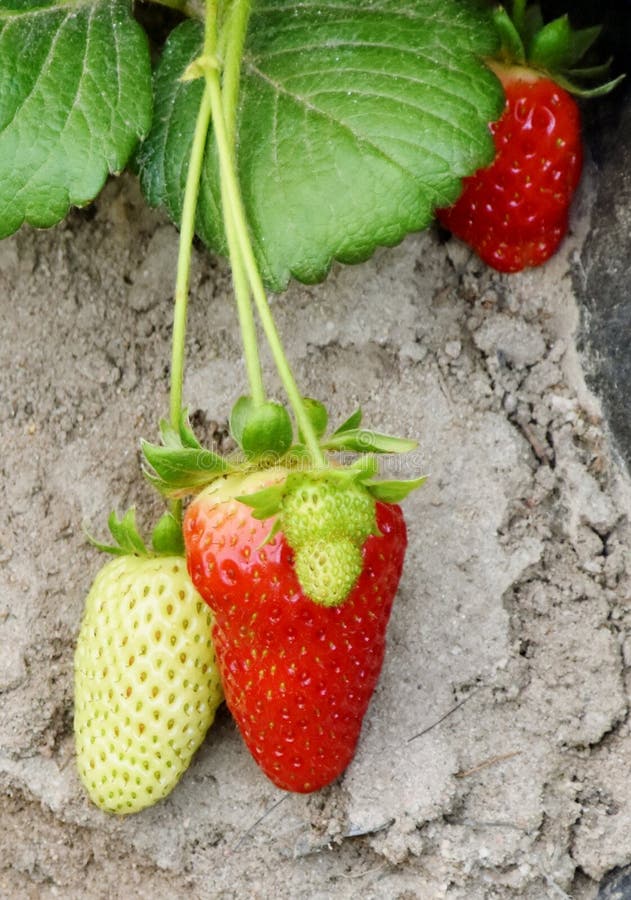 Red and green Strawberries stock image. Image of plant - 163378701