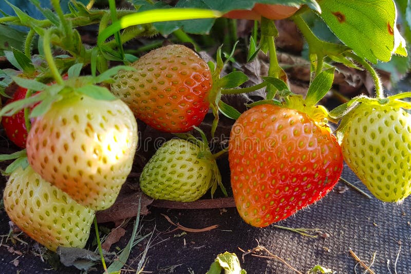 Red and Green Strawberries among the Leaves in the Growing Process Stock Image - Image of farm ...