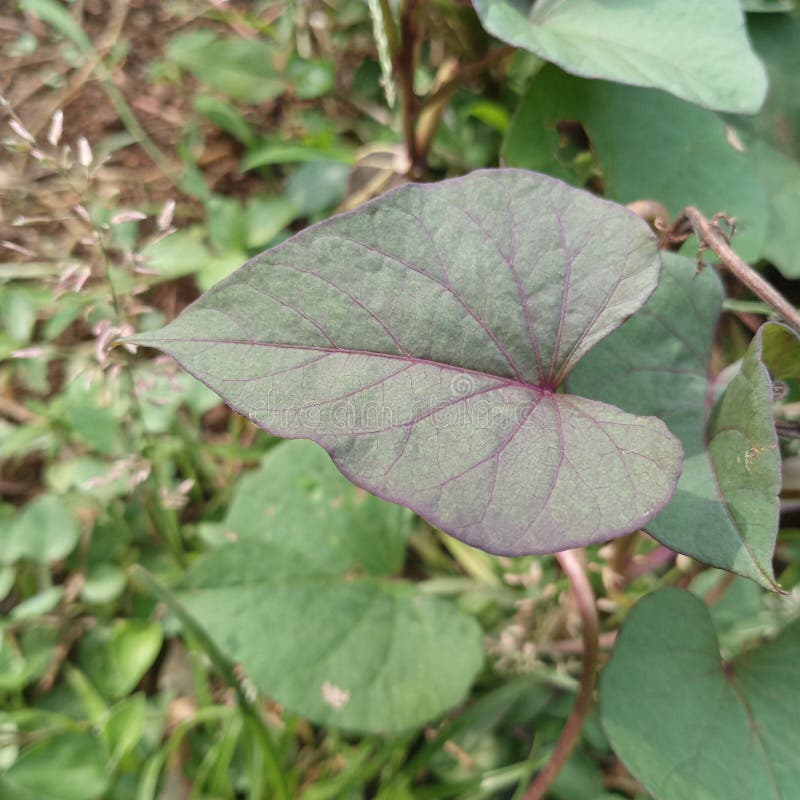 Red Green Sweet Potato Leaves Stock Image - Image of tree, organic ...