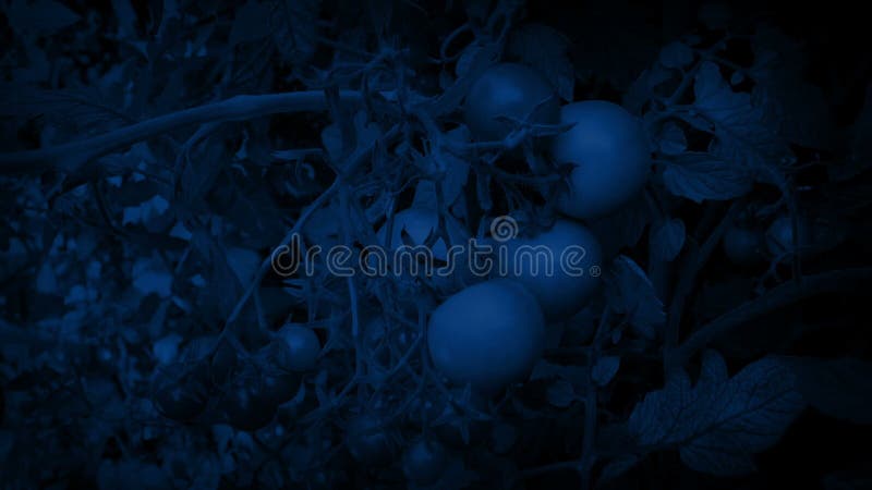 Tomato Plant in Moonlight at Night Stock Video - Video of tomatoe ...
