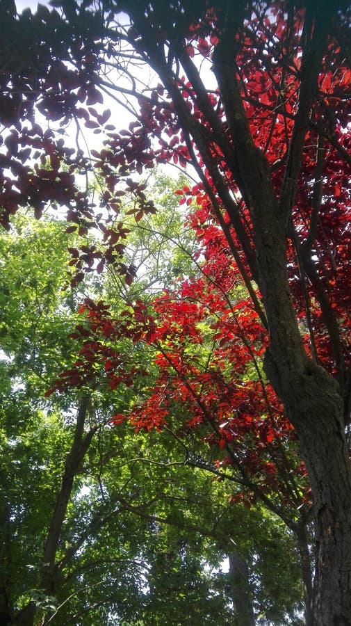 Red and green tree stock photo. Image of tree, green - 169891036