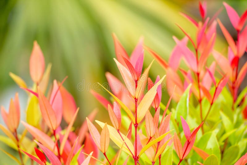 Red and green tree leaves stock image. Image of forest - 223769743