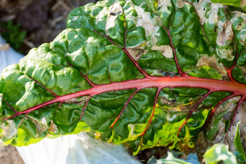 Red and Green Veiny Squash Leaves Backlit by the Sun Stock Photo ...