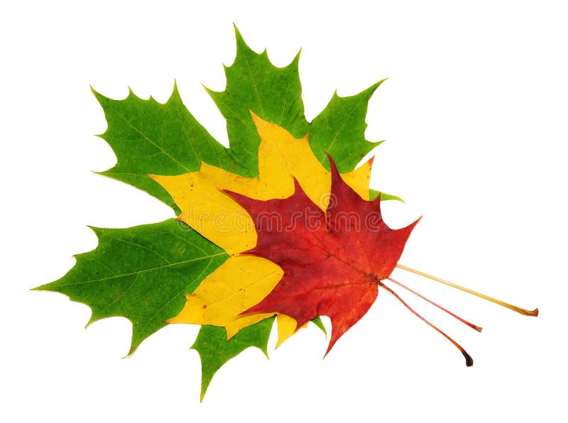 Red, Green and Yellow Maple Leaves Stock Image - Image of decoration ...