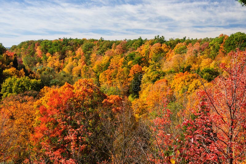 Red, Green and Yellow Maple Trees in Fall Stock Photo - Image of ...