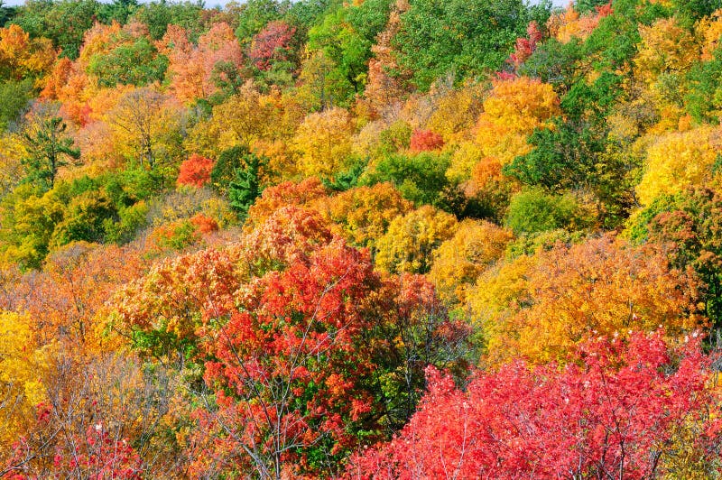 Red, Green and Yellow Maple Trees in Fall Stock Photo - Image of orange ...