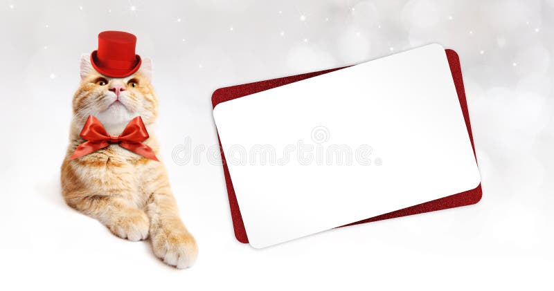 Red Greeting Card with Ginger Cat on White Stock Photo - Image of ...
