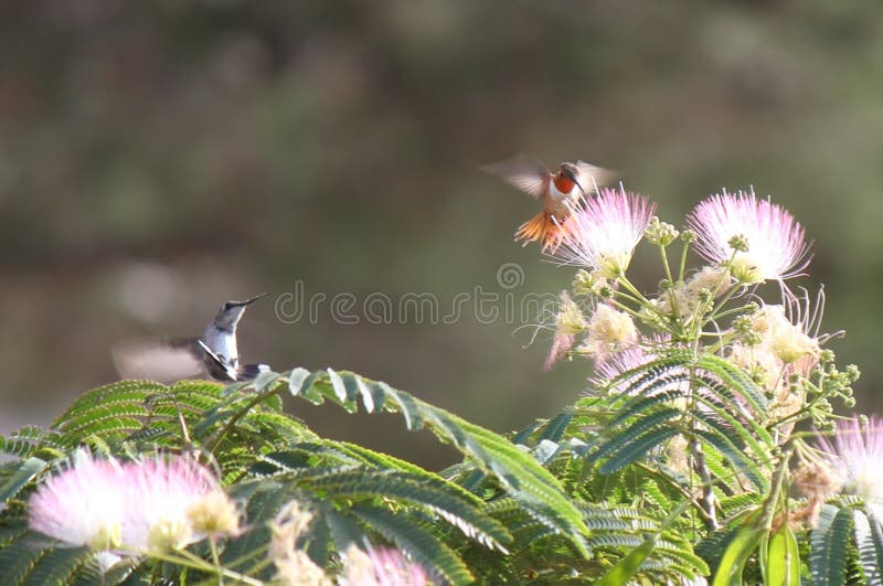 Red and Grey Hovering Humming Bird Moth Stock Photo - Image of nature ...