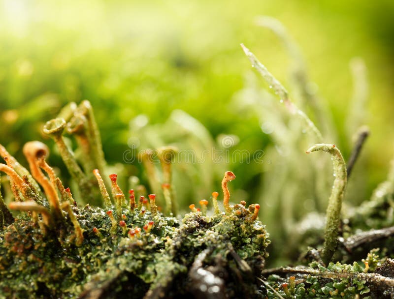 Red and Grey Lichens stock image. Image of cladoniaceae - 193048883
