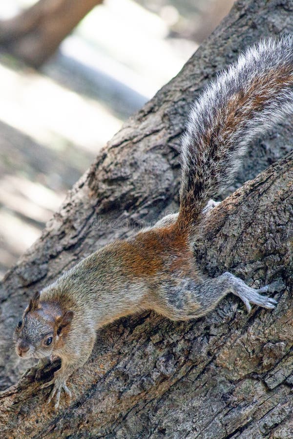 Red and Grey Mexican Squirrel ( Chipmunk ) on a Tree in Chapultepec ...