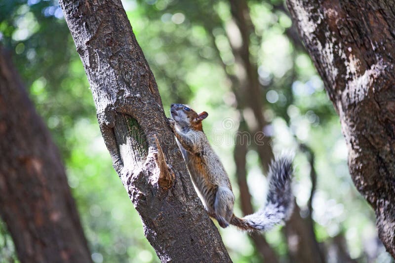 Red and Grey Mexican Squirrel ( Chipmunk ) on a Tree in Chapultepec ...