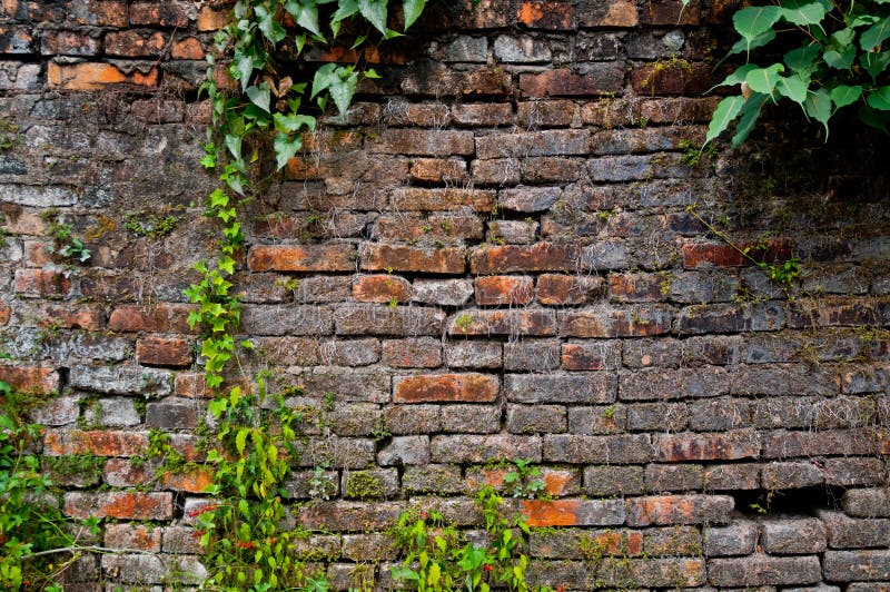 Red Grey Old Stone Brick Wall with Creeper Vegatation Crawling All Over ...