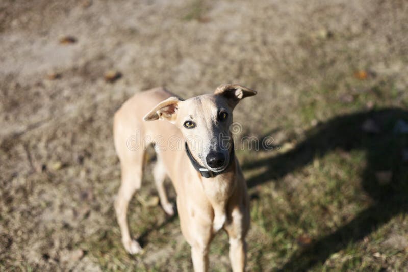 Greyhound Stock Photos - Download 6,532 Royalty Free Photos