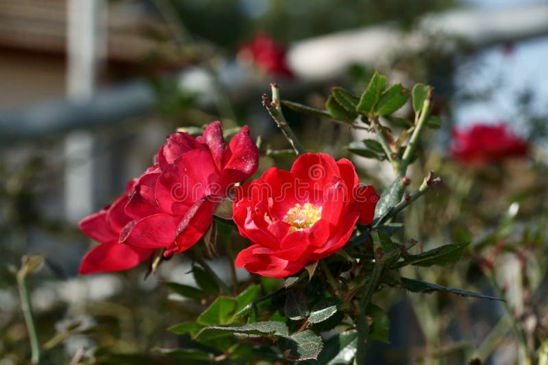 Red Ground Cover Roses Closeup on a Sunny Day Stock Photo - Image of ...