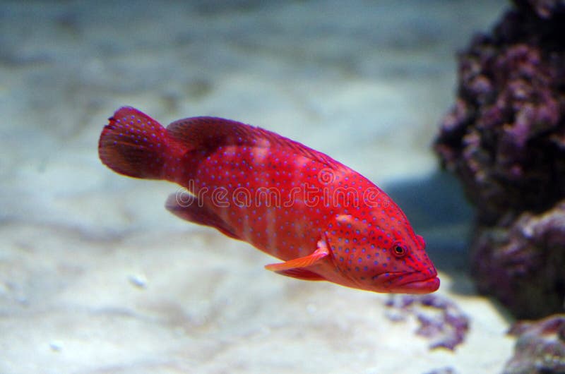 The Red Grouper, or Epinephelus Morio Stock Photo - Image of fish, life ...