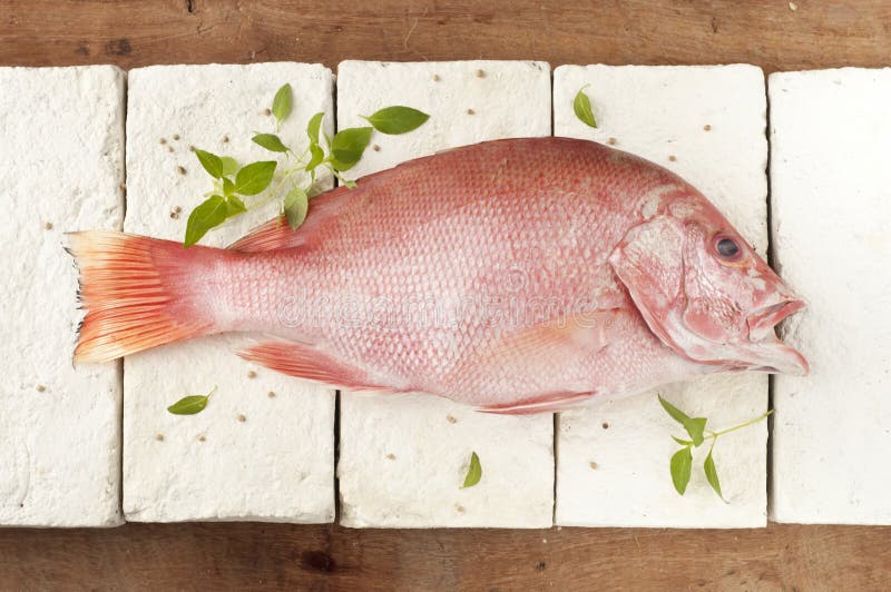 11,279 Grouper Stock Photos - Free & Royalty-Free Stock Photos from ...