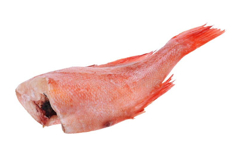 Red Grouper on White Close Up Stock Image - Image of food, white: 21844687