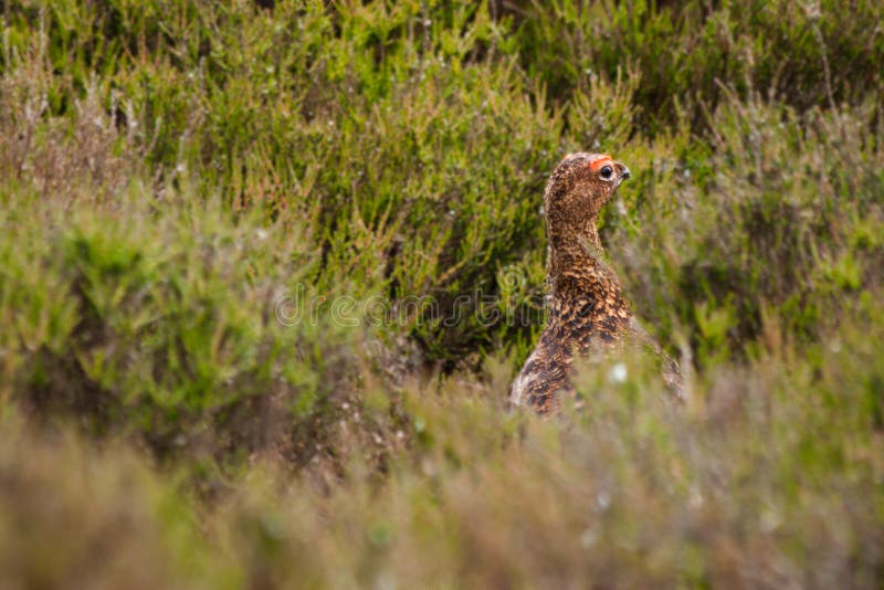 Male Ruffed Grouse stock image. Image of chukar, spruce - 28000159