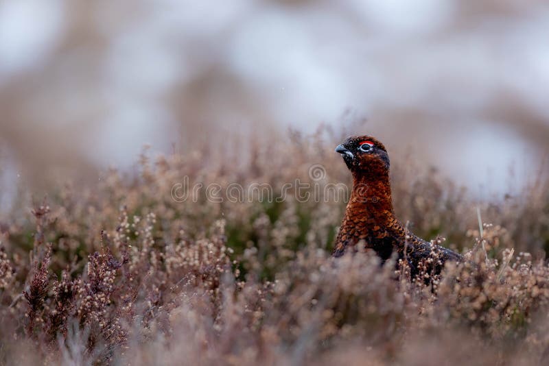 Red Grouse in Snowy Cairngorms Wilderness Stock Photo - Image of remote ...