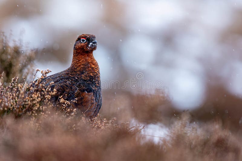 Red Grouse in Snowy Cairngorms Wilderness Stock Photo - Image of remote ...