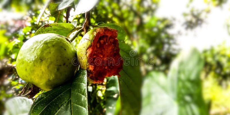 Red guava fruit stock photo. Image of guava, forest - 148064426