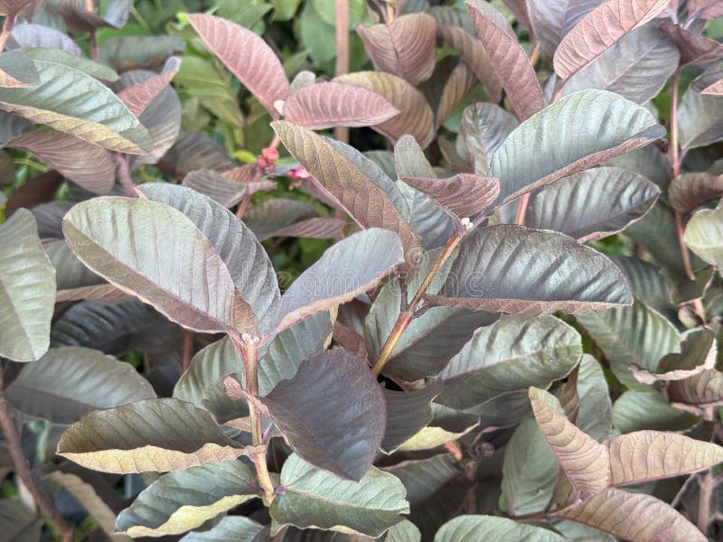 Red Guava Fruit in the Garden Stock Photo - Image of background, light ...