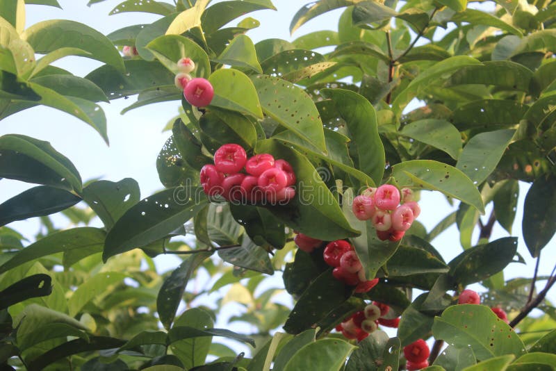 Red Guava Fruit Hanging on Tree. Stock Photo - Image of pink, delicious ...