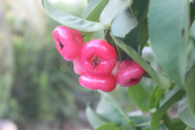 Red Guava Fruit Hanging on Tree. Stock Image - Image of branch ...