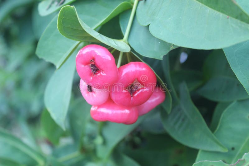 Red Guava Fruit Hanging on Tree. Stock Photo - Image of freshness, pink ...