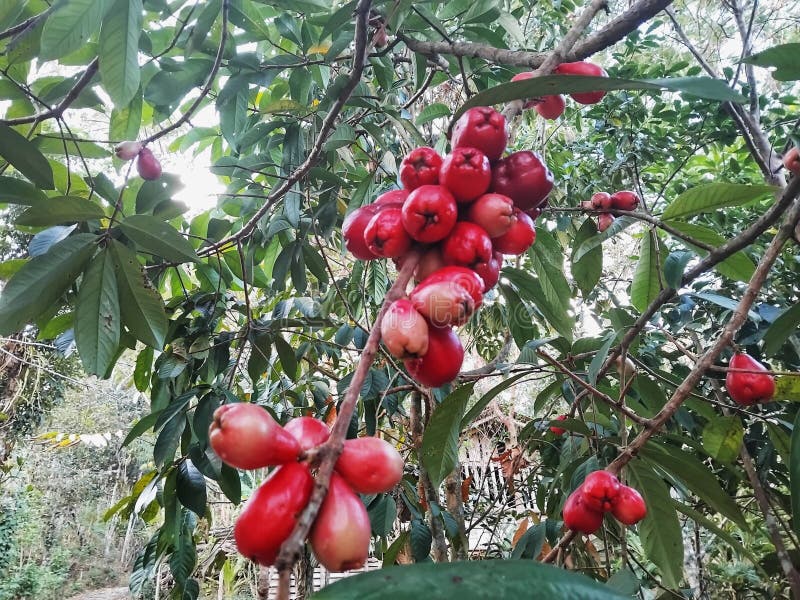 Red Guava Fruit in Large Quantities Stock Image - Image of guava, fruit ...