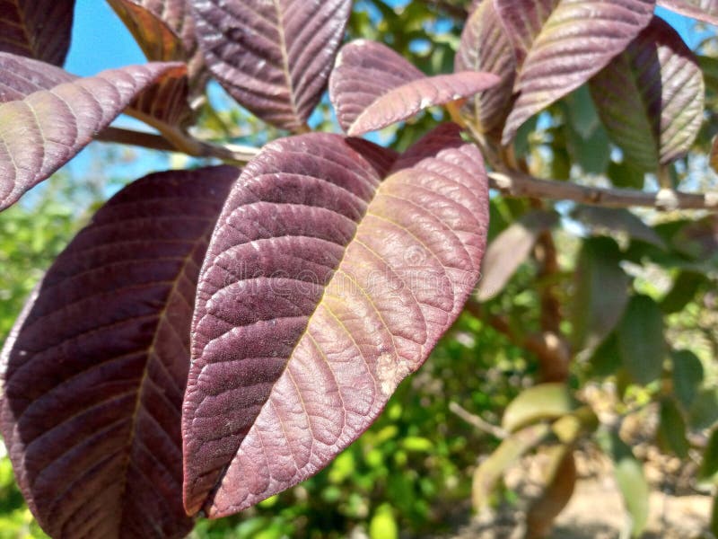 Red guava leaves stock image. Image of tree, background - 188893597