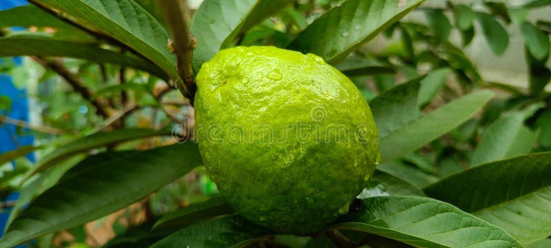 Red guava on the tree stock photo. Image of jungle, tree - 358127472