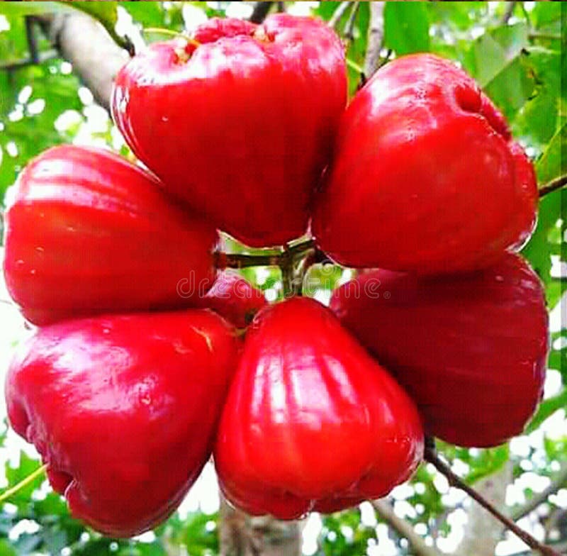 Red guava on the tree stock photo. Image of fruit, food - 254531406
