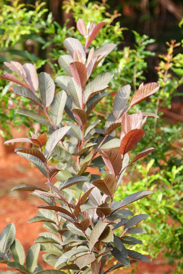 Red Guava tree stock image. Image of leaf, crop, beauty - 36354037