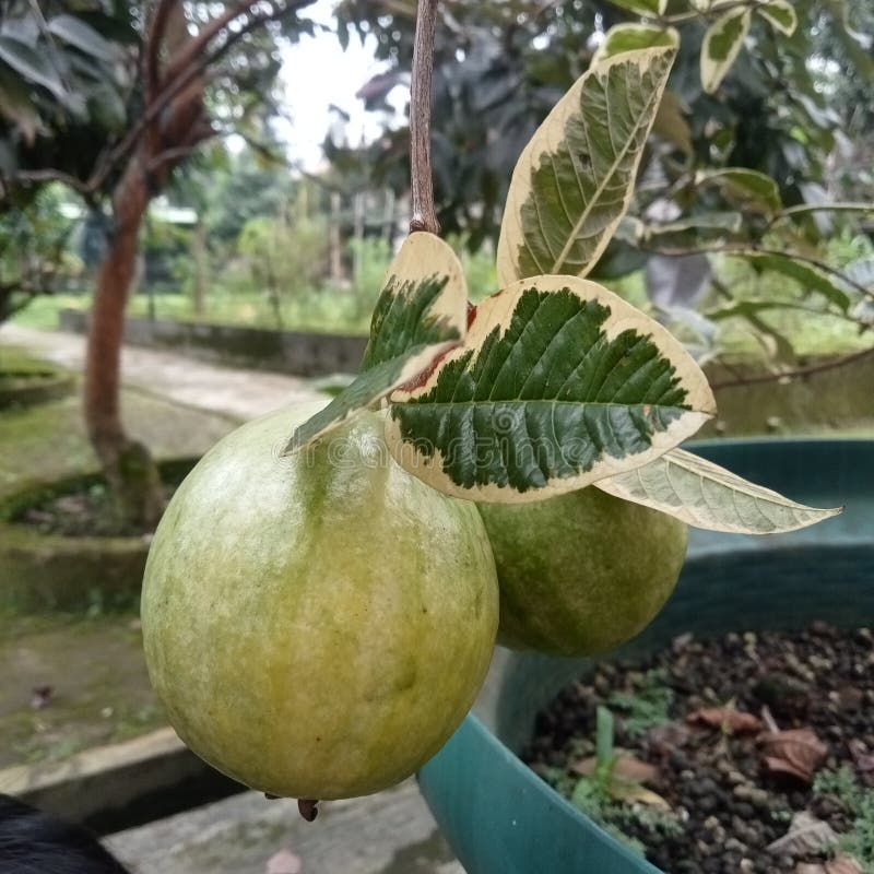 Red guava variegata stock image. Image of plant, food - 360703781
