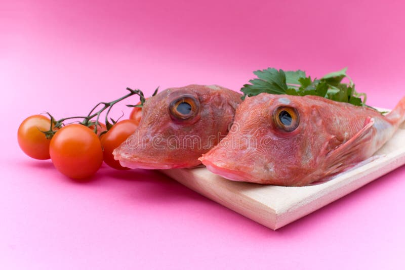 Red Gurnard Fish stock image. Image of head, tasty, fish - 16632907